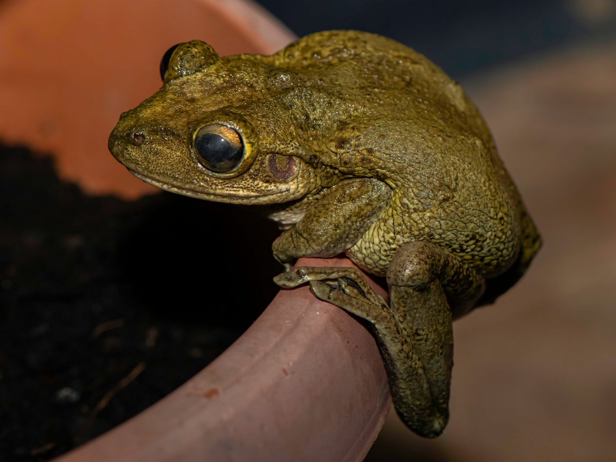 Openbaar Lichaam Sint Eustatius: An Unwanted Guest: The Cuban Treefrog ...